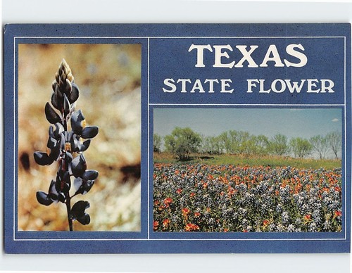 Postcard Bluebonnets Texas State Flower Texas USA | eBay
