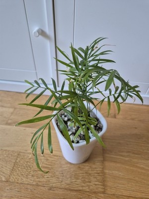 Chamaedorea elegans Bergpalme Pflanze in Hydrokultur Mineralisches ...