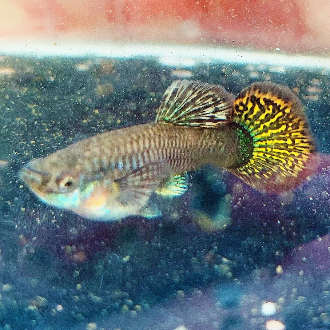 Pack Of 5 Live Dumbo Red Dragon Guppy Fry- Live Freshwater Fish Buy 2 ...