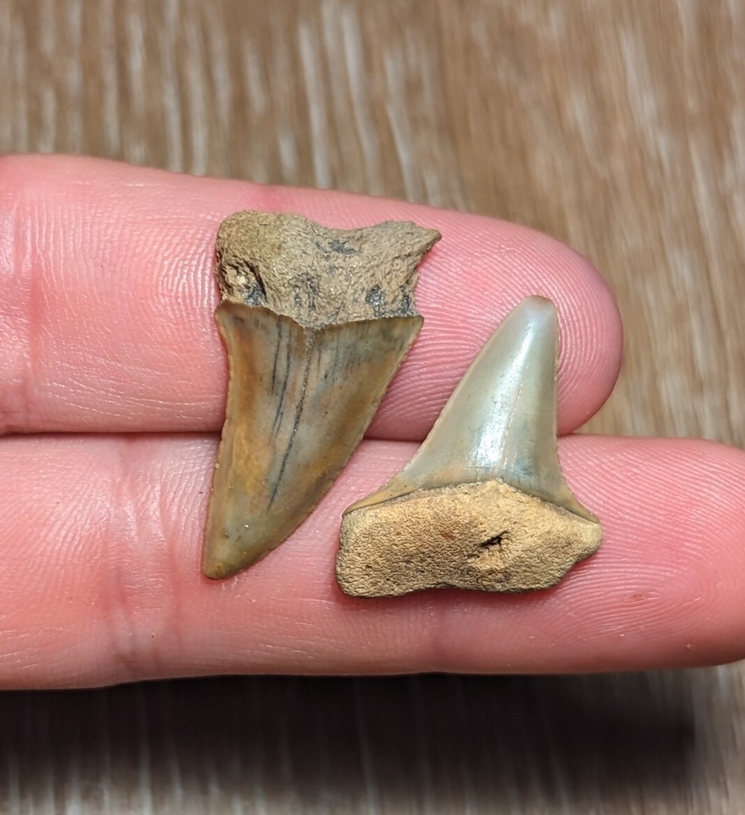 Cream Colored Pair Of Rare Extinct Mako Shark Teeth From Florida Eocene ...