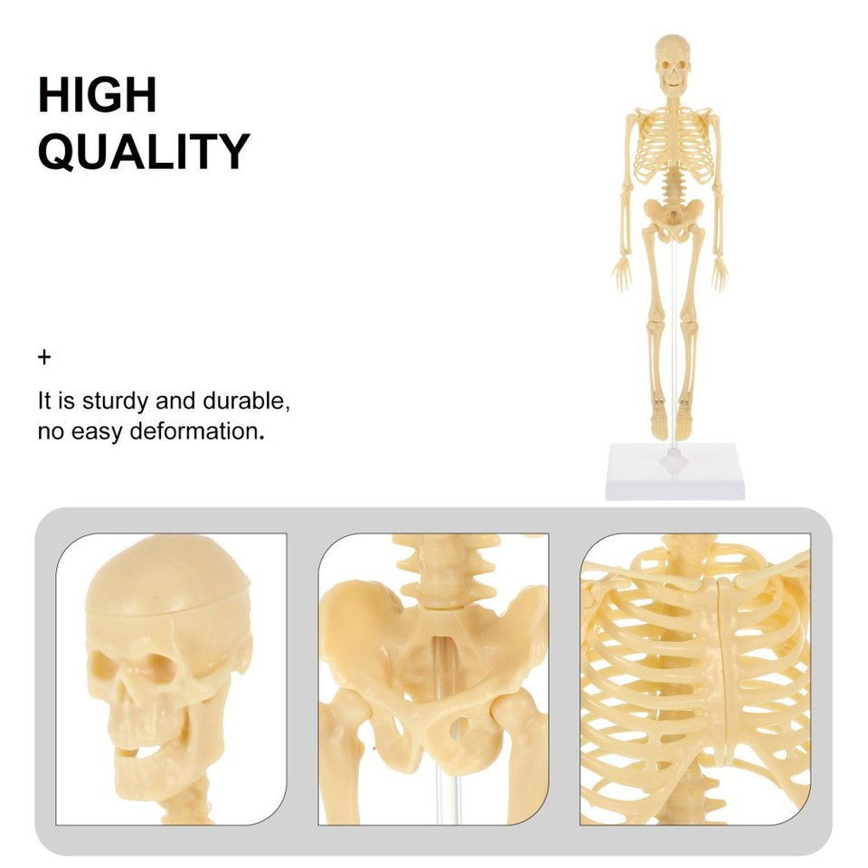 Plastic Human Skeleton Model Articulated Joints Simulation Mannequin ...