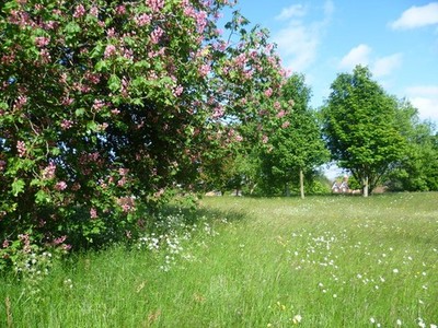 Photo A2 Blossom on Shipbourne Common Shipbourne Common is particularly ...