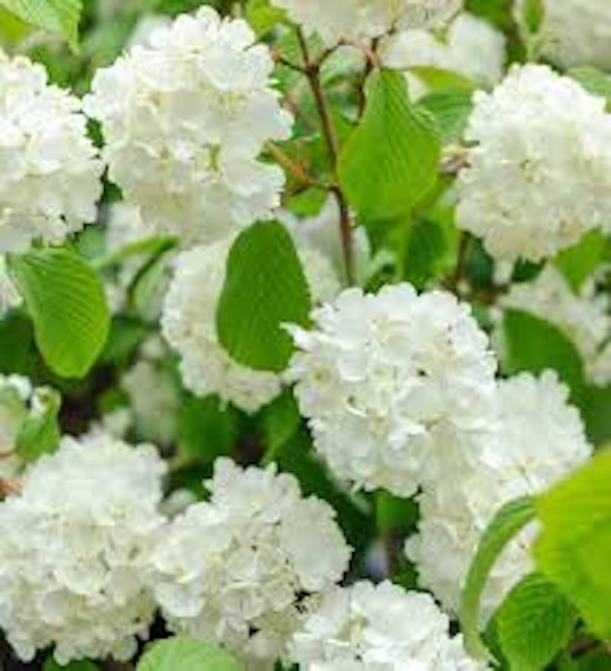 1 Japanese Snowball viburnum Shurb 12-18in Starter Plant Bare Root | eBay