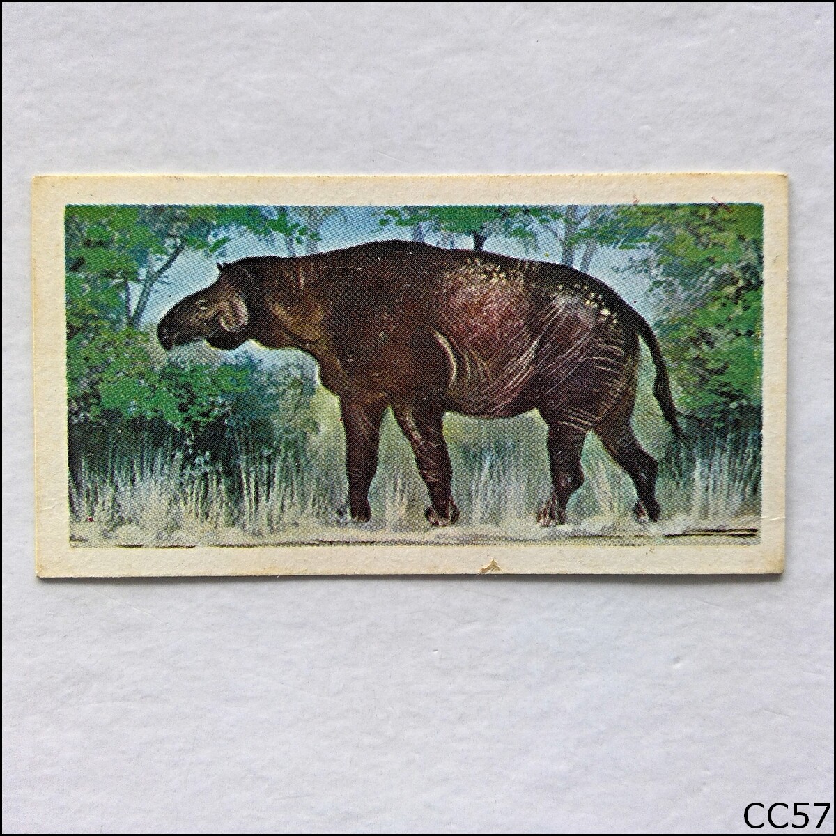 Brooke Bond Tea Card Prehistoric Animals 1972 #43 Baluchitherium (CC57 ...