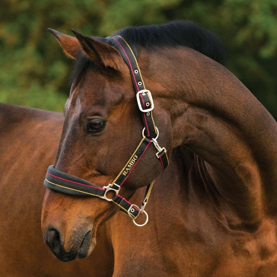 Horseware Rambo Padded Head collar Horse Fleece Halter PONY COB FULL ...