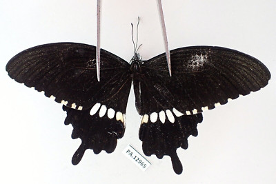 PA12965. Insects, butterflies: Papilio sp. Central Vietnam | eBay