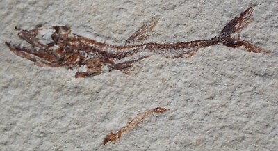Viper Fish Eurypholis 121 - Juvenile Both Sides - Cretaceous Fossils ...