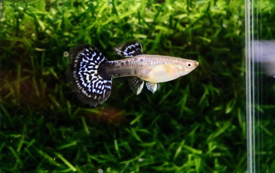5 Pairs- Platinum Ivory Mosaic HAlfmoon-Live Guppy Fish High Quality ...