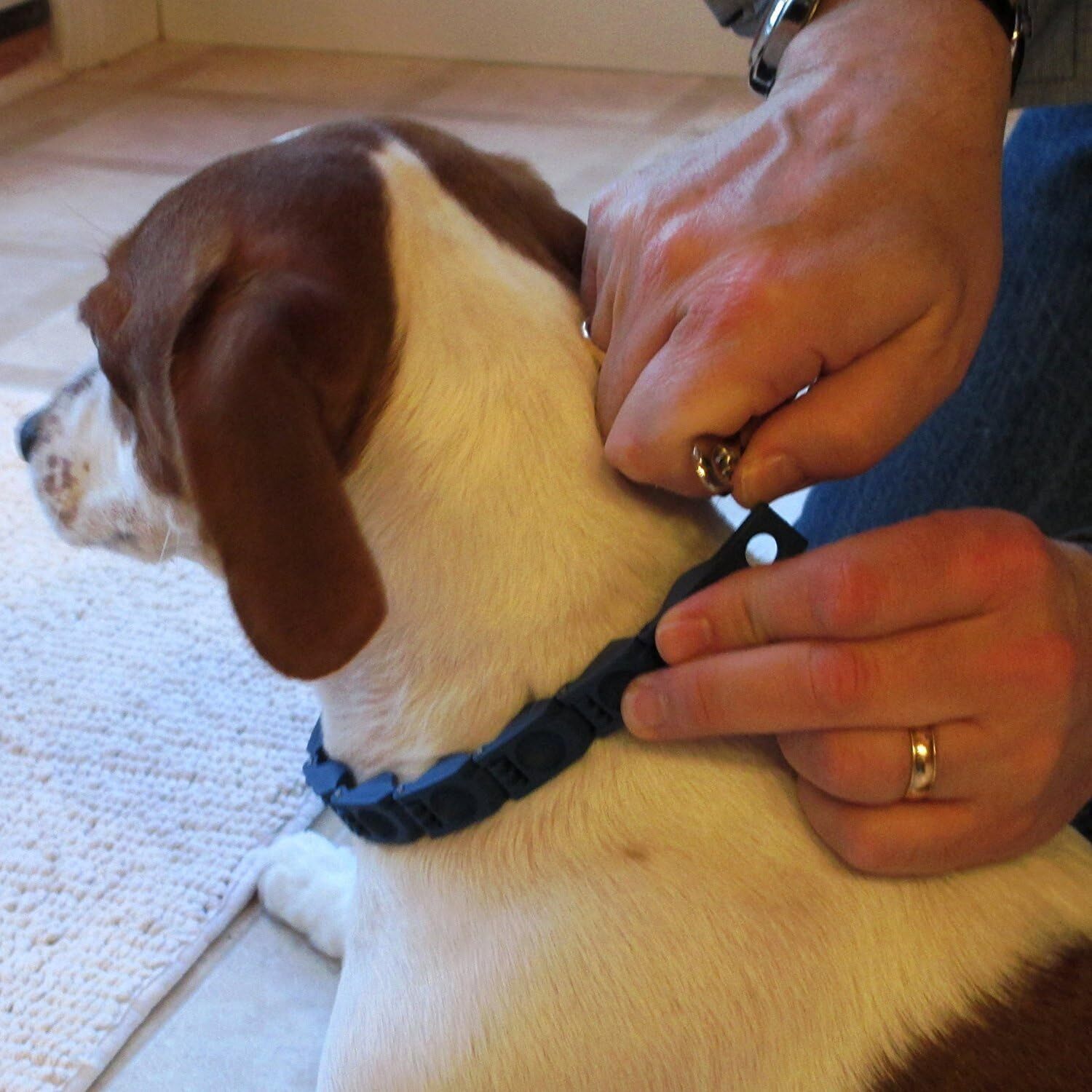 Perfect Dog Command Collar | eBay