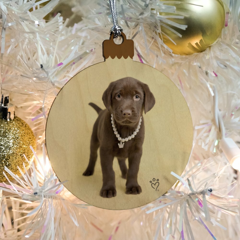 Christmas Chocolate Lab Puppies