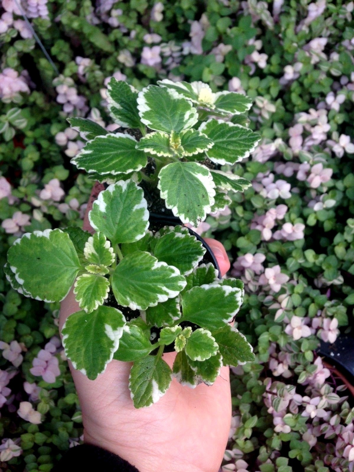 VARIEGATED SWEDISH IVY(PLECTRANTHUS COLEOIDES MARGINATUS) 4 PLANTS W ...