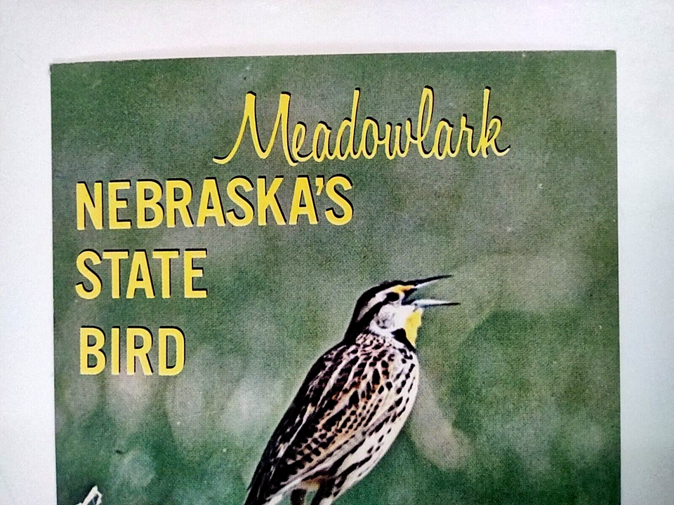 Nebraska NB Postcard State Bird Meadowlark Nest | eBay