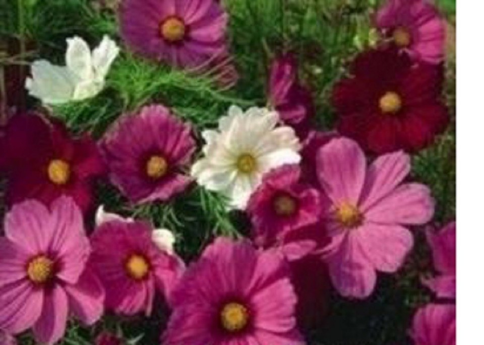 10 X COSMOS B MINI PLUG PLANTS CHOICE OF VARIETIES FREE POSTAGE | eBay UK