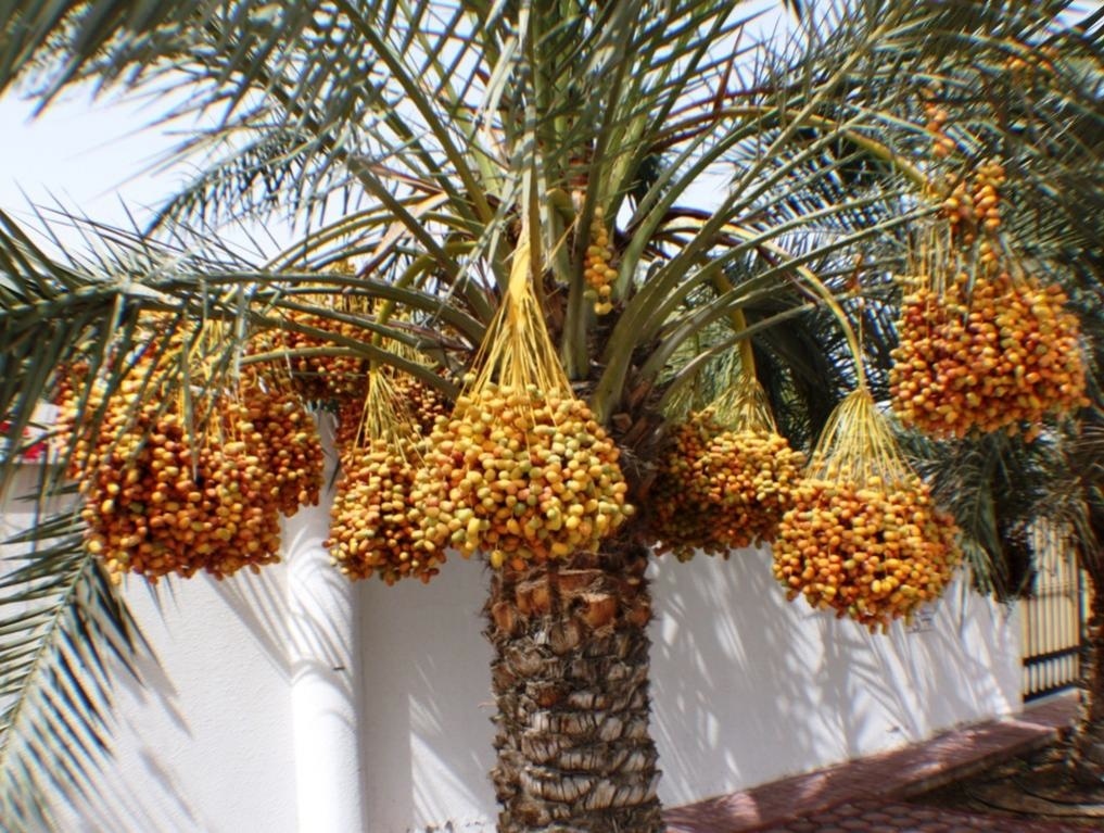 Dates Fruit Tree
