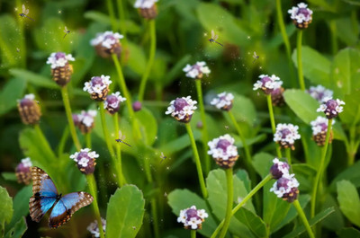 600+ Turkey Tangle FrogFruit Seeds (Phyla nodiflora) Capeweed, Creeping ...