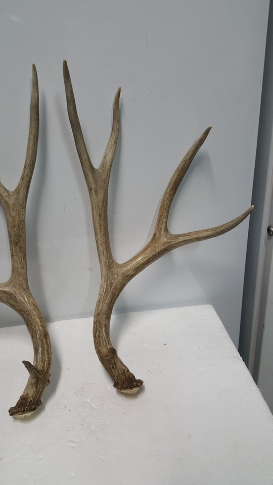 Nice 5pt MULE DEER SHEDS antlers whitetail elk sheds taxidermy mount ...