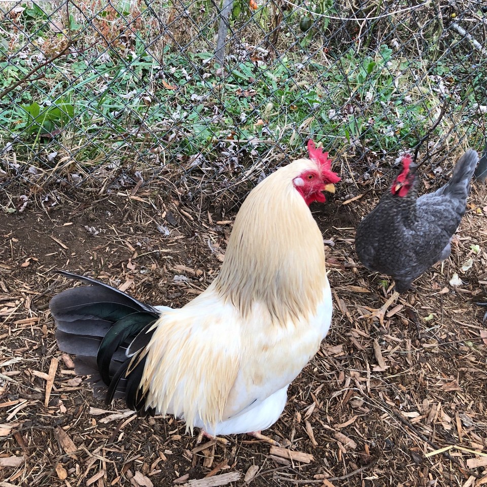 18 Fertile Chicken Hatching Eggs Barnyard Mix/Crested/Easter/Rare Breed ...