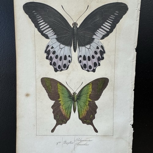 Antique Papilio Butterfly Print Lepidopteres Pierre Lucas French ...
