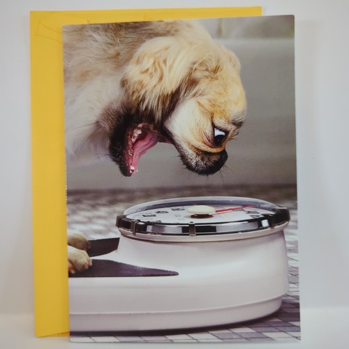 Shock Humor Dog Scale Stressed Desserts Funny Greeting Card And ...