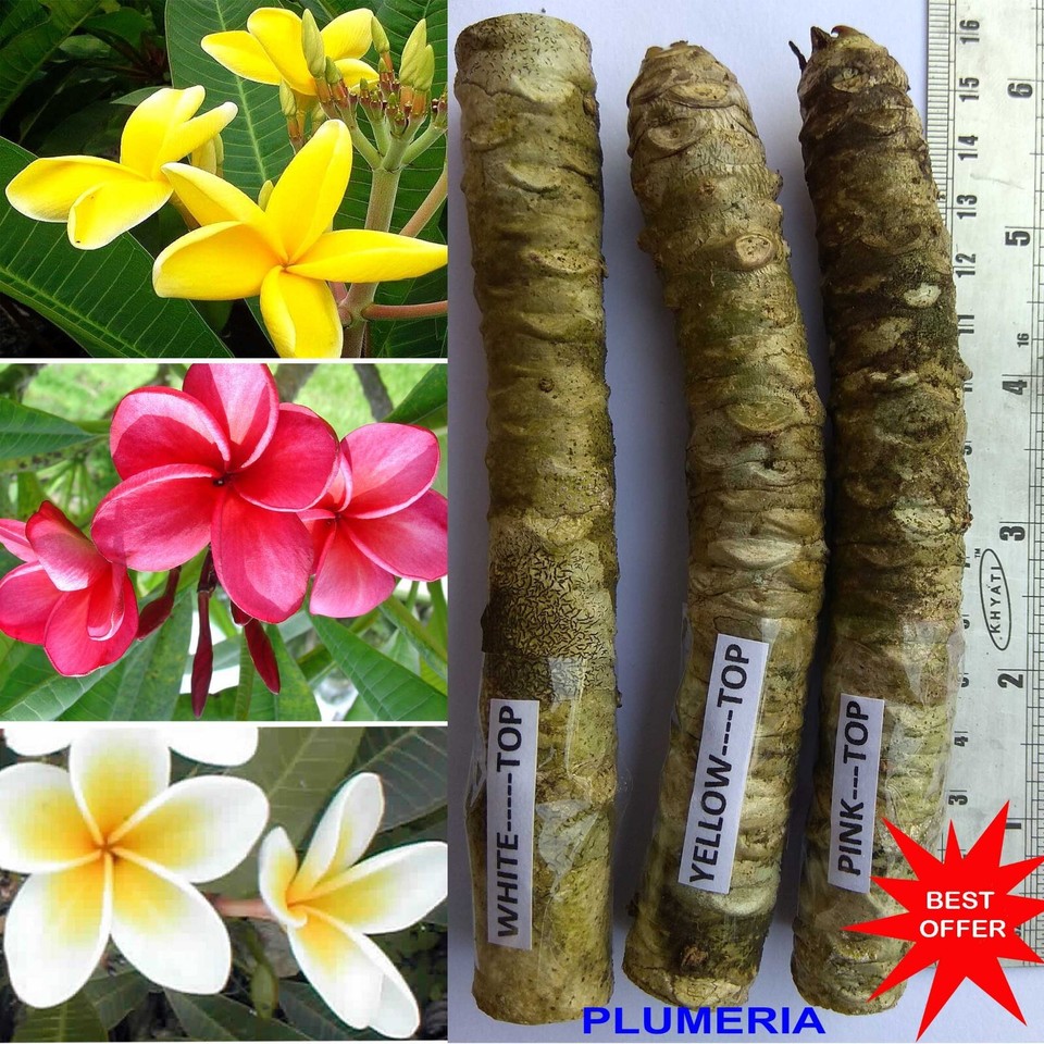 Plumeria / Fragipani / Araliya / Chembakam / Pagoda / 3 colours, 3 ...