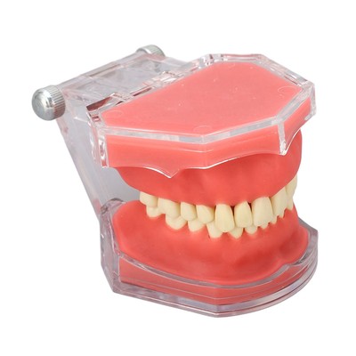 Gingiva Model Removable Teeth Soft Oral Demonstrating Dental Practice ...