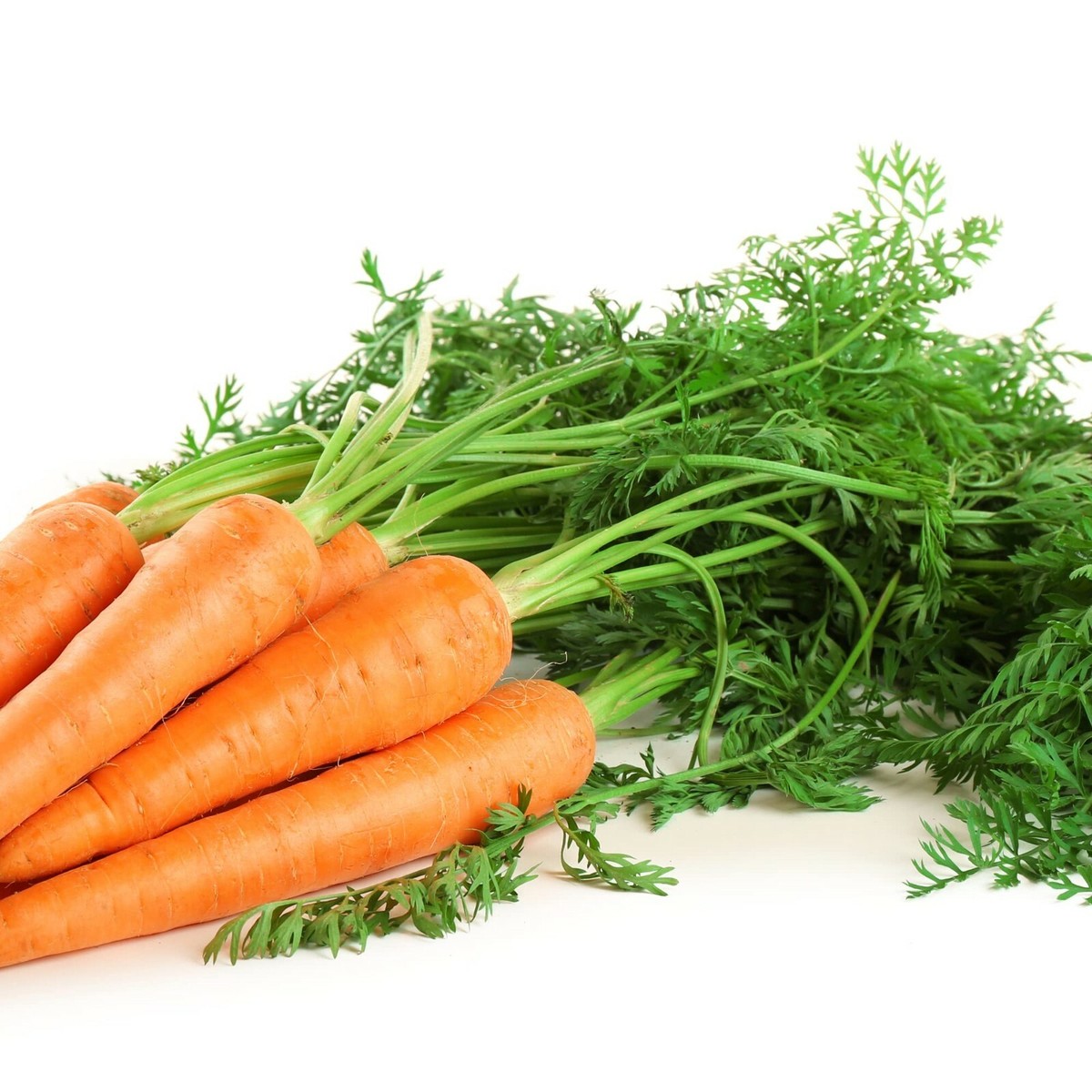 Carrot Plant Have You Ever Tried Planting Your Carrot Scraps? I Put