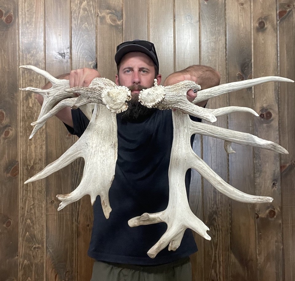 Monster Massive 267” Whitetail Shed 26pt 12Lb+ Antler Horn Deer Mount ...