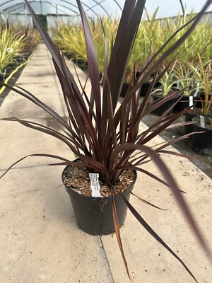 Phormium 'Amazing Red' New Zealand Flax Potted In 3 Litre Pot | eBay UK