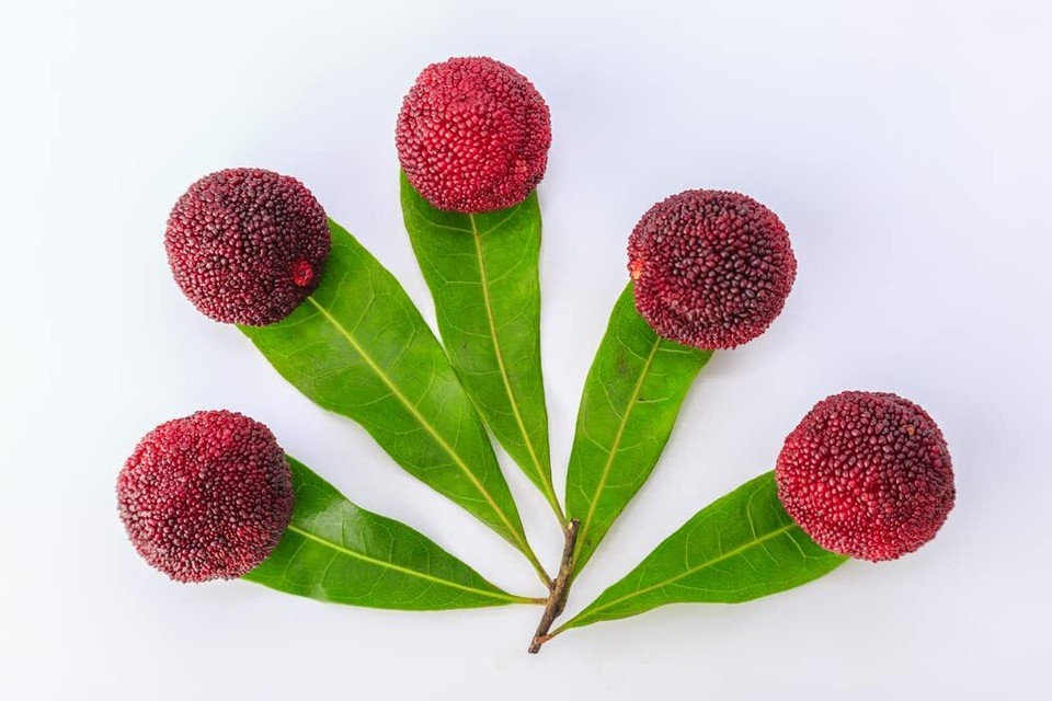 Yumberry Tree Seeds for Planting (10 Seeds) -Yang-mei Tree, Myrica rubra, Exotic | eBay