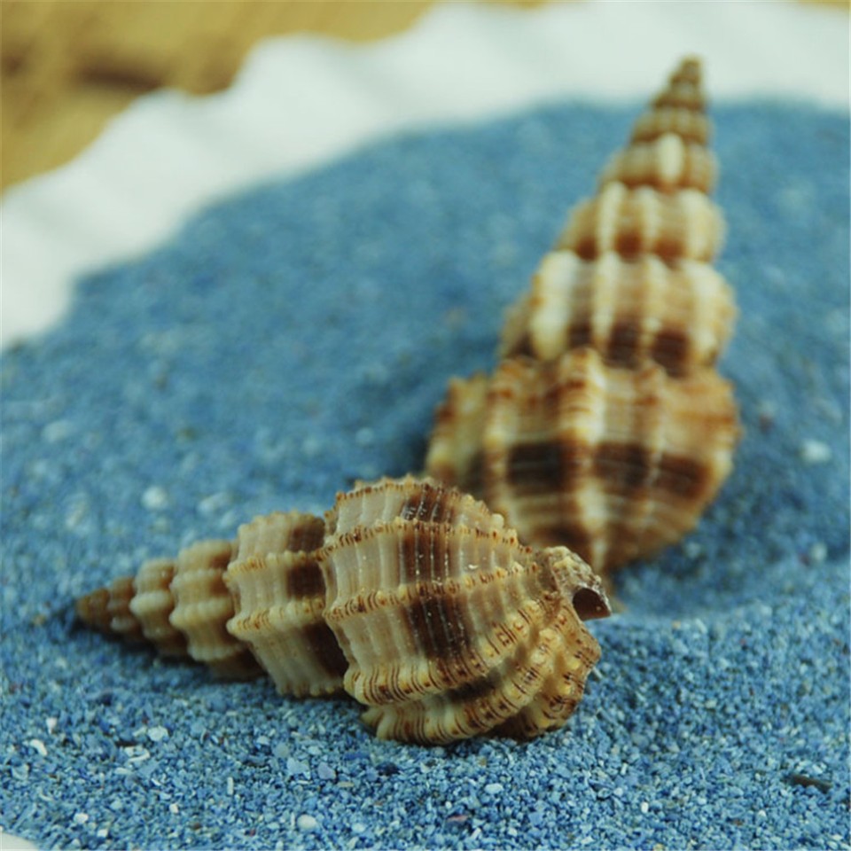 20 Natural Sea Snail Spiral Shell Conch Seashell Aquarium Fish Tank ...