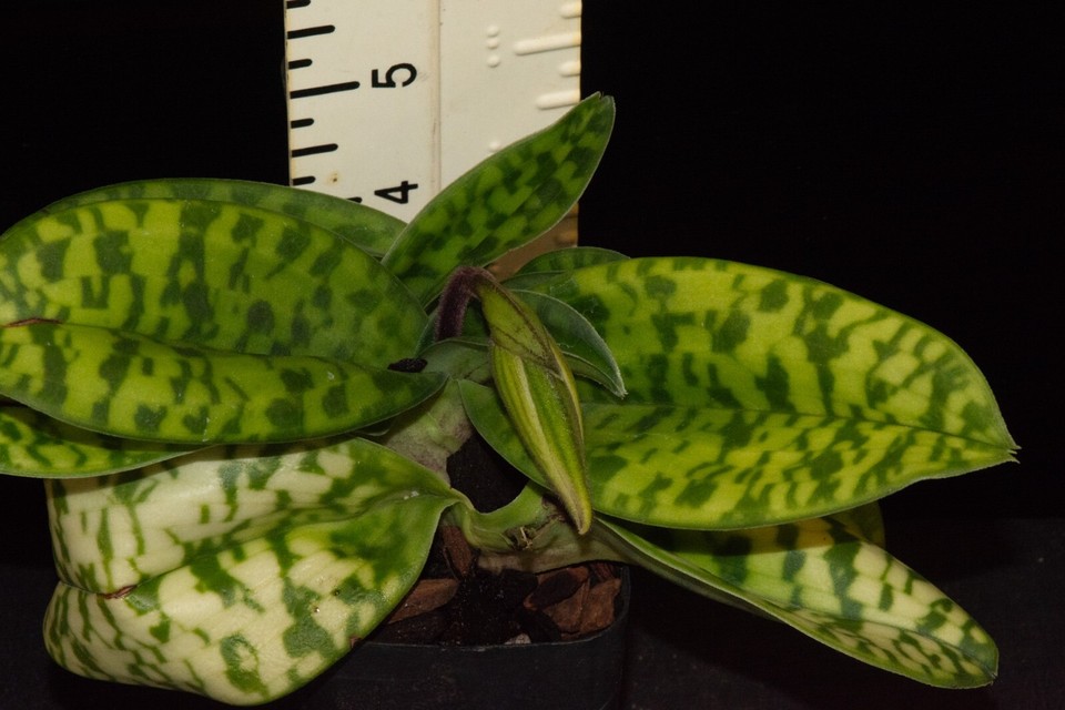 Paphiopedilum QF Shady Shadow #2 (Avenue Azhar x Wonderful Shadow), in ...