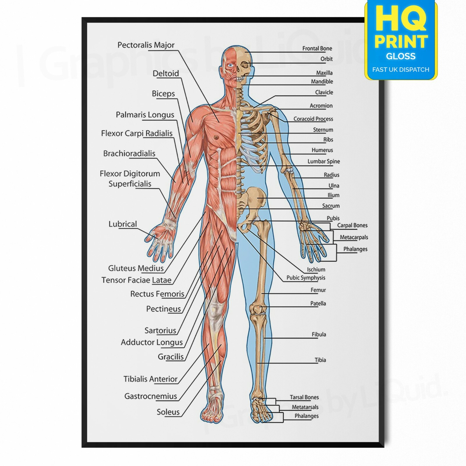 Muscular System Diagram Labeled