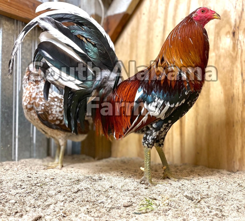 Spangle McLean 6 Gamefowl Chicken Hatching Eggs | eBay