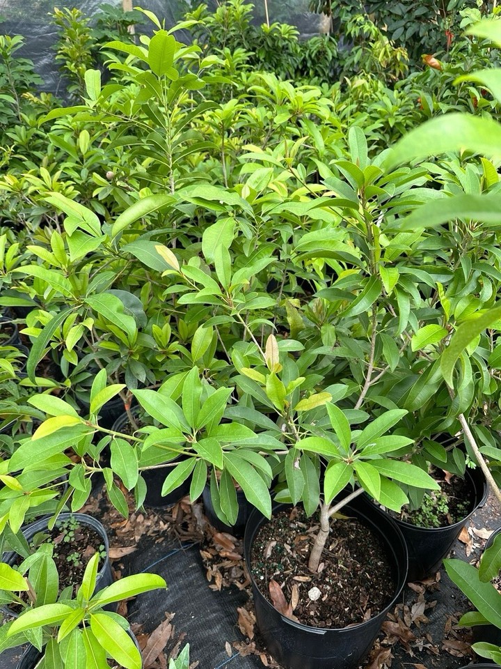 Big Size 7Gal SILASWOOD Dwarf Sapodilla VarietyTree. Ship In Pot. Ready ...