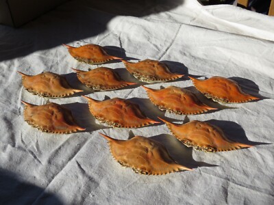 10 Blue Crab Shells for Crafts, Cooking, Dried and Ready Paint | eBay