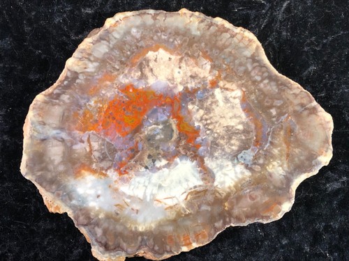 Polished Petrified Dinosaur Dung Coprolite Slab Specimen Utah 6 ...