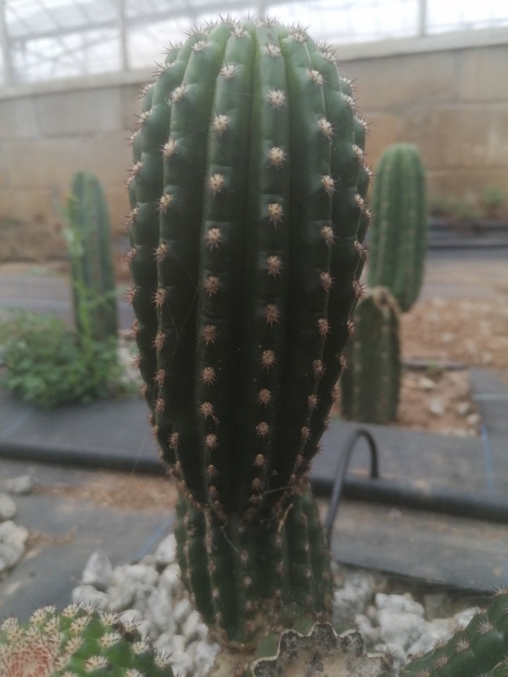 Rarely seen! Indian Corn Cactus. Echinopsis Brevispinulosus. Grab Them ...