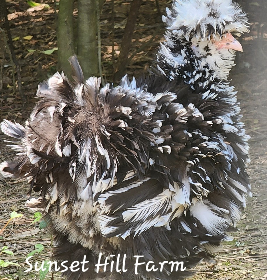 Silkie Hatching Eggs Mottled 6, Satin, Showgirl, Frizzle NPIP & AI ...