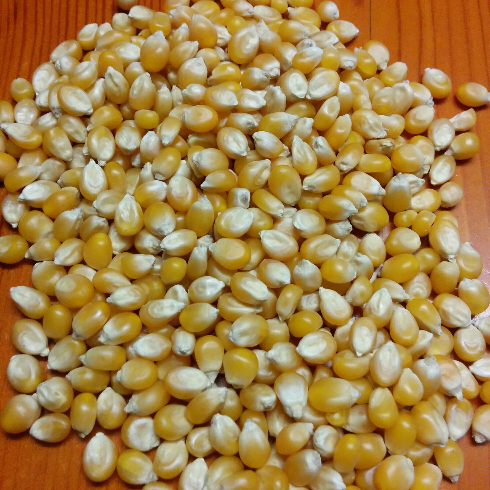 POPCORN SEEDS 200+ Fast and Easy to Grow Popping Corn Seeds (Zea mays ...