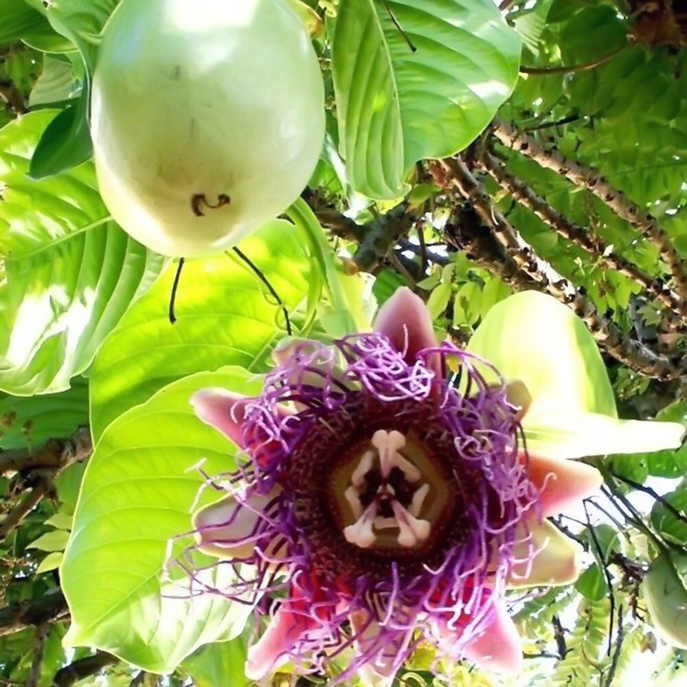 Passiflora Quadrangularis Granadilla. Passiflora Quadrangularis.