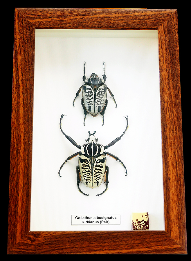 GOLIATHUS BEETLE - FRAMED COLLETION OF GOLIATHUS ALBOSIGNATUS KIRKIANUS ...