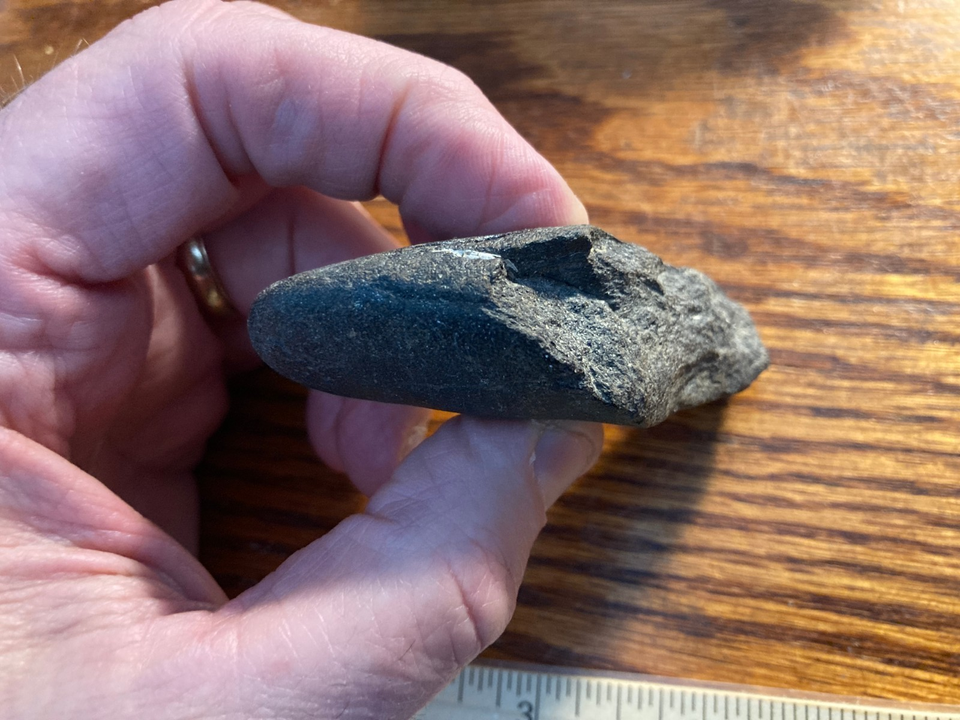 MEGALODON SHARK TOOTH ROOT SECTION WITH DISPLAY CASE and LABEL - North ...