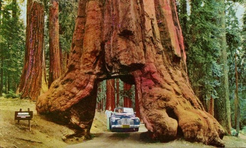 Postcard - Yosemite National Park, California, "Wawona" Tunnel Tree ...