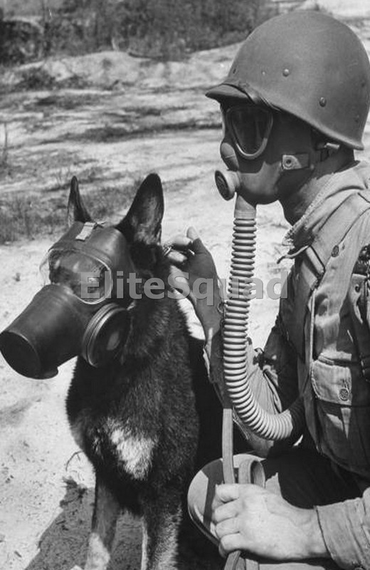 WW2 Photo Picture U.S. War Dog and Soldier with Gas Mask 244 | eBay