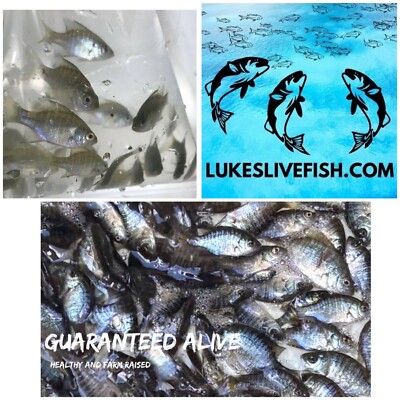 10+ Live Bluegill Fish,Bream,Sun Fish (SMALL) GUARANTEE ALIVE (FREE ...