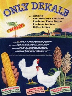 1956 Dekalb Seed Corn, Chix, & Sorghum NEW METAL SIGN: 9x12" Ships Free ...
