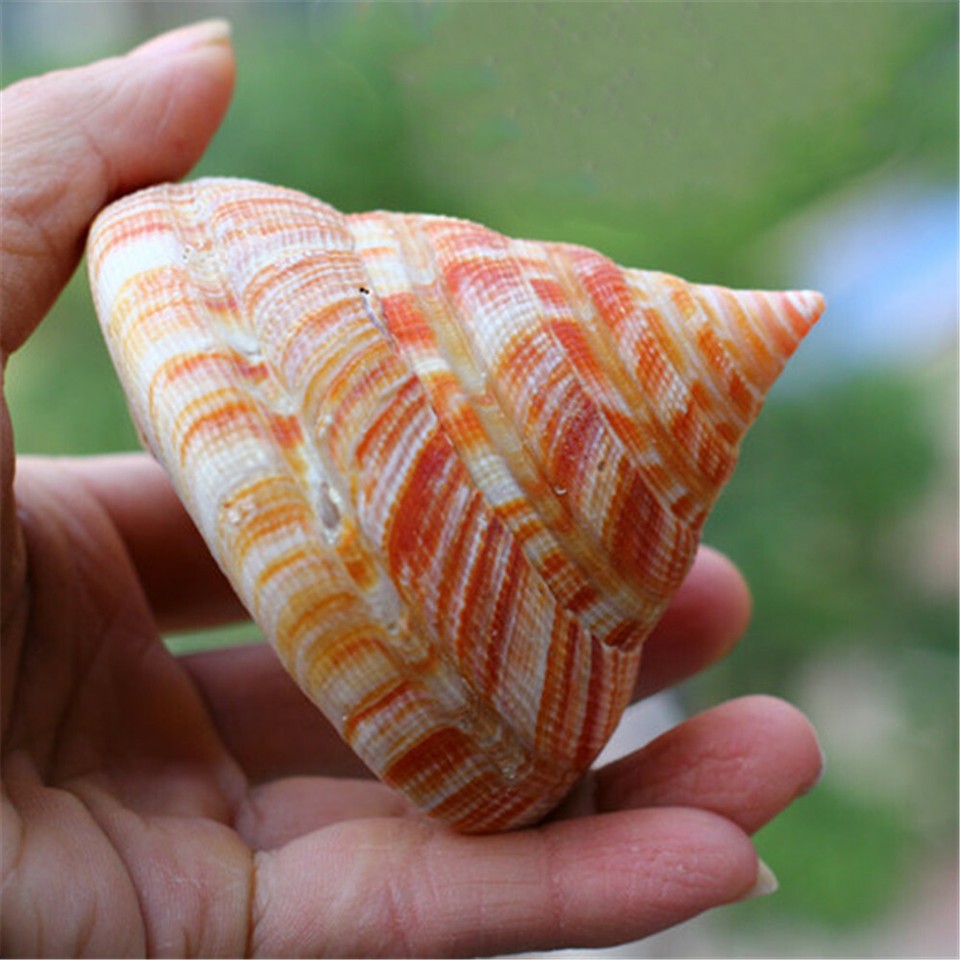 5-10 cm Natural Emperor's Slit Shell Cone Shaped Spiral Shells Craft ...