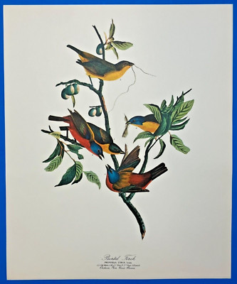 John James Audubon Birds PAINTED FINCH Vintage Plate/Print 14x17 | eBay