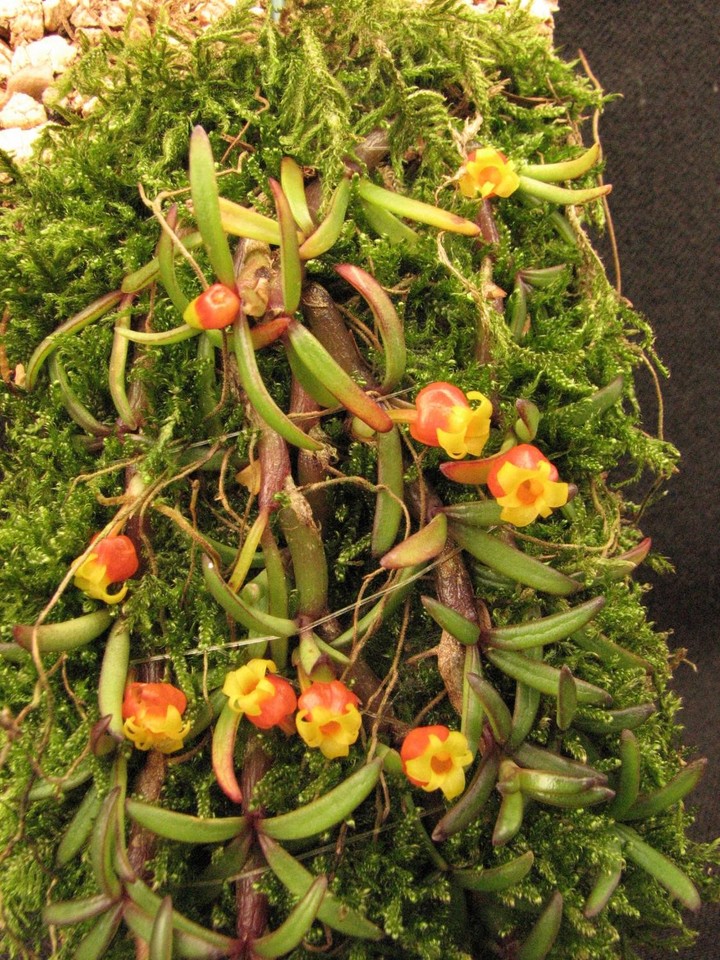 Orchideenpaket Nr.1 Orchideen !! | eBay.de