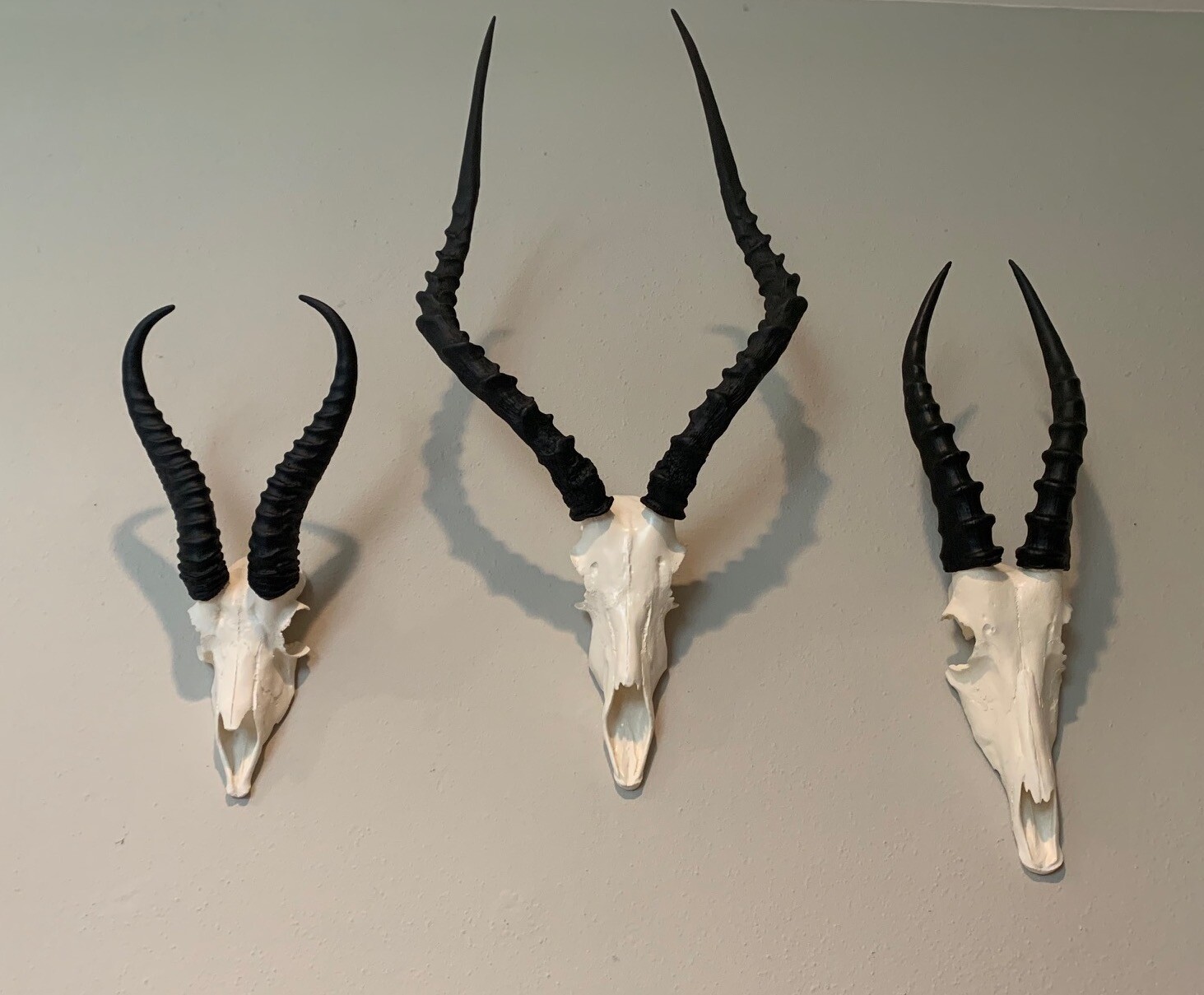 Set of 3 African skulls blesbok springbok impala Faux Taxidermy ...
